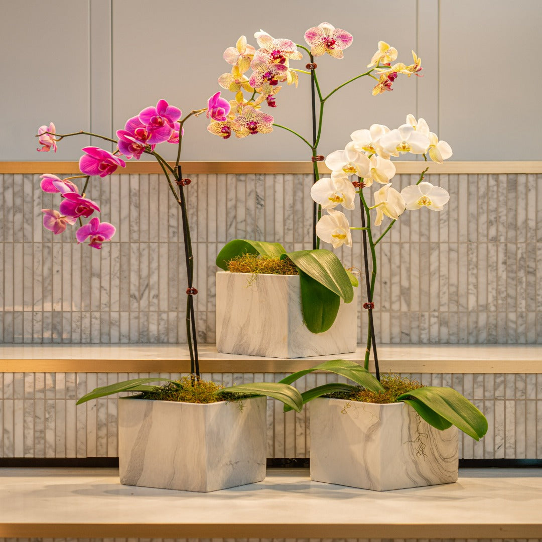 Orchid Plant | Britomart Florist