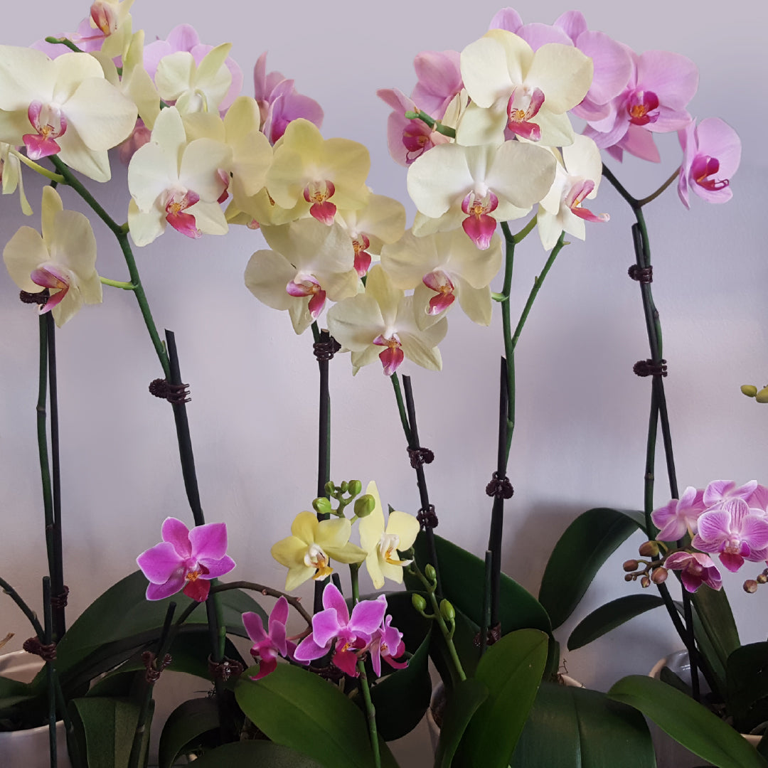 Mini Orchid Plant | Britomart Florist